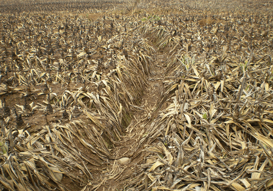 Ecologistas le ganan pulso a piña transgénica de PINDECO – Del Monte ...